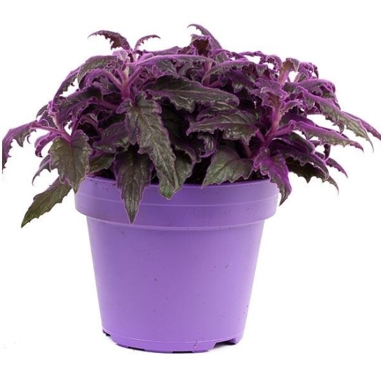 Gynura purple passion - Καζάκου
